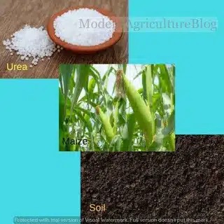 Mahitaji ya Udongo na Mbolea katika kilimo cha Mahindi | Mogriculture Tz