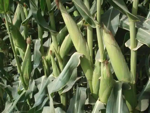 Kilimo cha Kisasa cha Mpunga | Mogriculture Tz