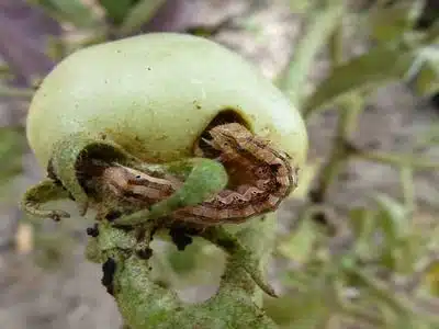 Wadudu waharibifu wa nyanya na dawa zake | Mogriculture Tz