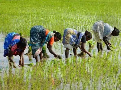 Kilimo cha Kisasa cha Mpunga | Mogriculture Tz