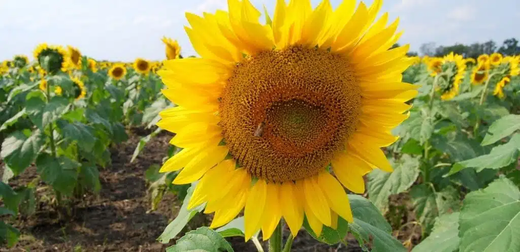 Kanuni za Kilimo Bora cha Alizeti Tanzania | Mogriculture Tz