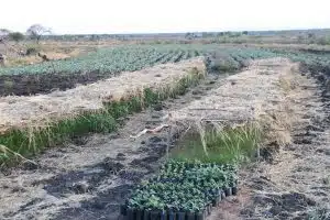 Kanuni za Kilimo Bora cha Alizeti Tanzania | Mogriculture Tz