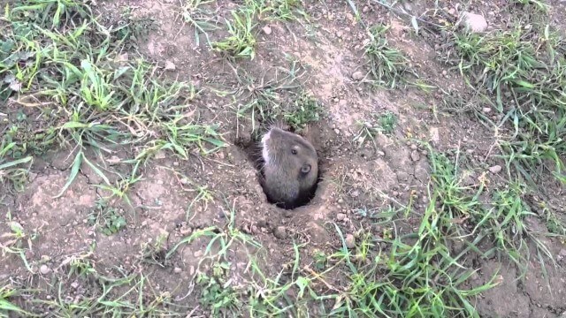 Wafahamu Panya Waharibifu Wa Mazao Shambani | Mogriculture Tz