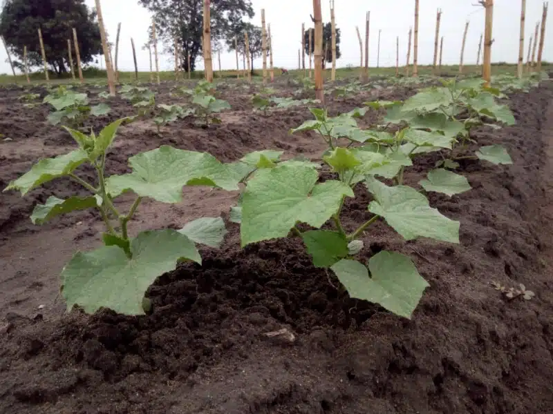 Fahamu Kilimo Cha Matango (Cucumber) | Mogriculture Tz