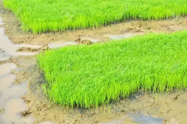 Zifahamu Mbegu Bora za Mahindi | Mogriculture Tz