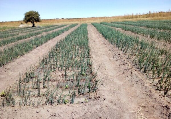 Jinsi ya kufanya Kilimo cha Vitunguu Maji 2021 | Mogriculture Tz