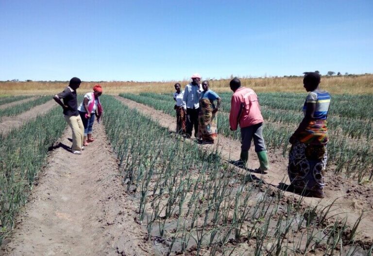 Jinsi ya kufanya Kilimo cha Vitunguu Maji kitaalam | Mogriculture Tz