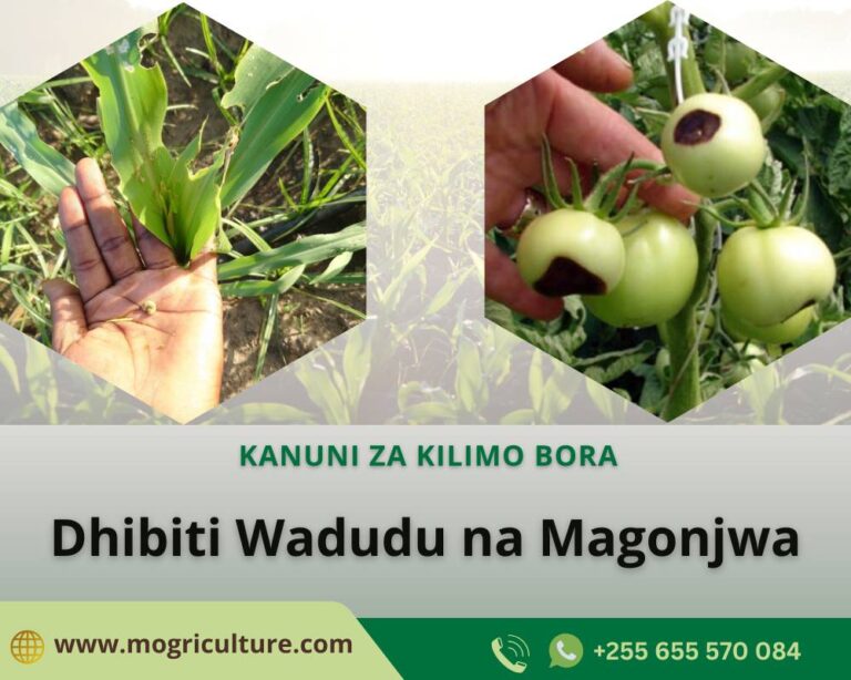 Kanuni 12 za kilimo bora chenye tija Tanzania | Mogriculture Tz