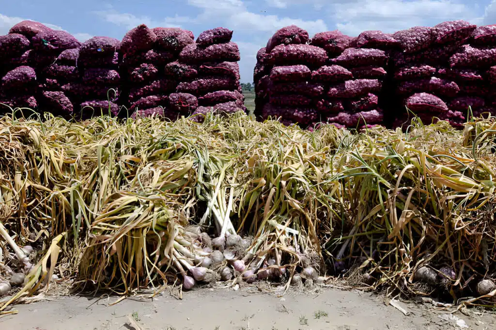 Kilimo cha vitunguu saumu Tanzania: Uzalishaji, Masoko na Faida