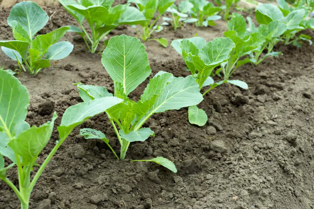 Jinsi ya kulima kabichi (cabbage) kwa mafanikio | Mogriculture Tz