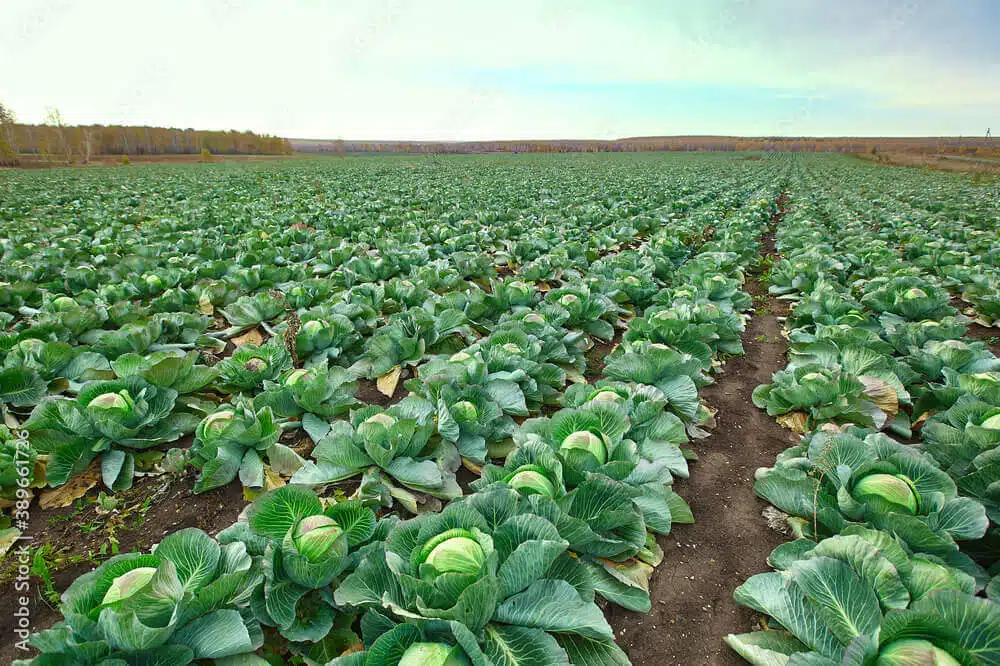 Jinsi ya kulima kabichi (cabbage) kwa mafanikio | Mogriculture Tz